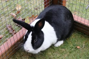 Dutch Rabbit Care Sheet - Here Bunny