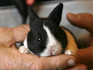 Dutch Rabbit Care Sheet - Here Bunny