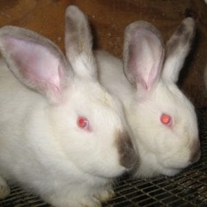 Altex Rabbit Care Sheet - Here Bunny