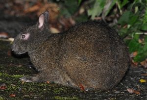 Amami Rabbit Care Sheet - Here Bunny