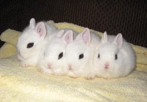 Dwarf Hotot Rabbit Care Sheet - Here Bunny