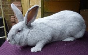 Beveren Rabbit Care Sheet - Here Bunny