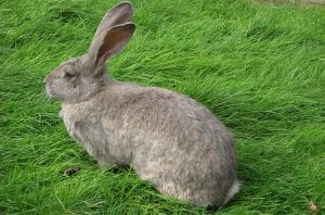 British Giant Rabbit Care Sheet - Here Bunny