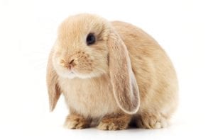 Cashmere Lop Rabbit Care Sheet - Here Bunny