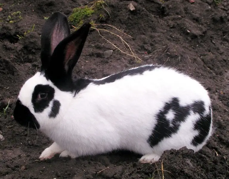 Checkered Giant Rabbit Care Sheet - Here Bunny