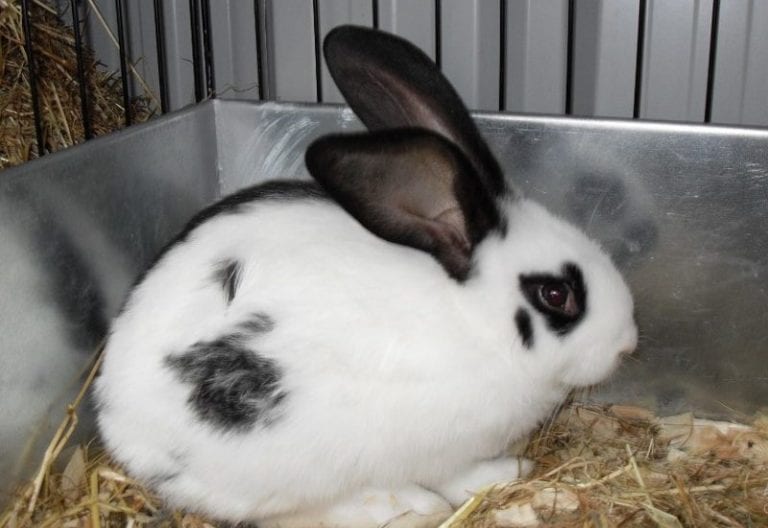 Checkered Giant Rabbit Care Sheet - Here Bunny