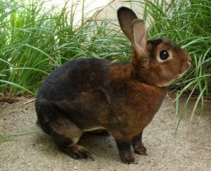 Cinnamon Rabbit Care Sheet | Here Bunny