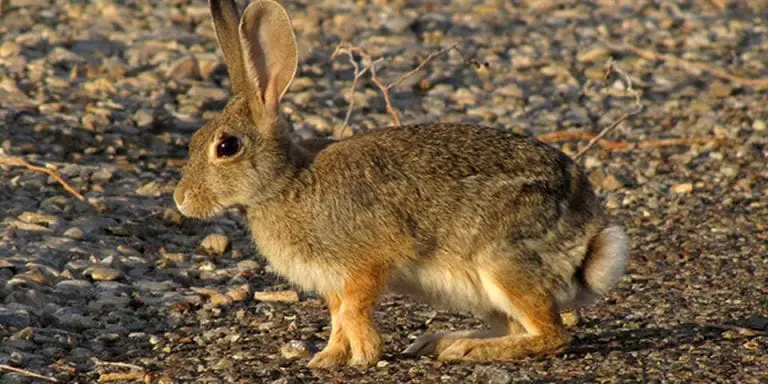 Desert Cottontail Rabbit Care Sheet - Here Bunny
