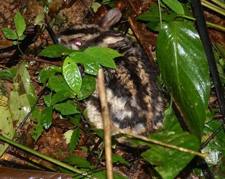 Annamite Striped Rabbit Care Sheet - Here Bunny