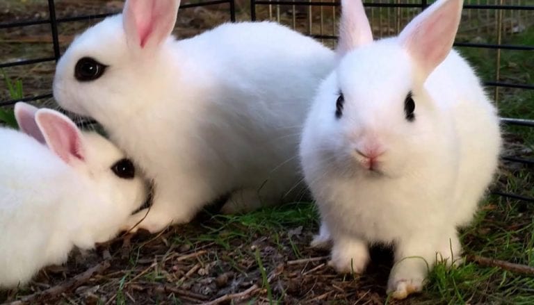 Dwarf Hotot Rabbit Care Sheet | Here Bunny
