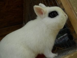 Dwarf Hotot Rabbit Care Sheet - Here Bunny