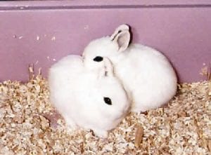 Dwarf Hotot Rabbit Care Sheet - Here Bunny