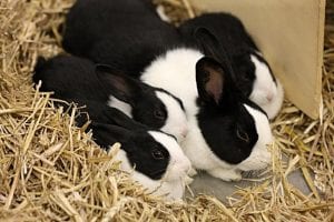 Dutch Rabbit Care Sheet - Here Bunny