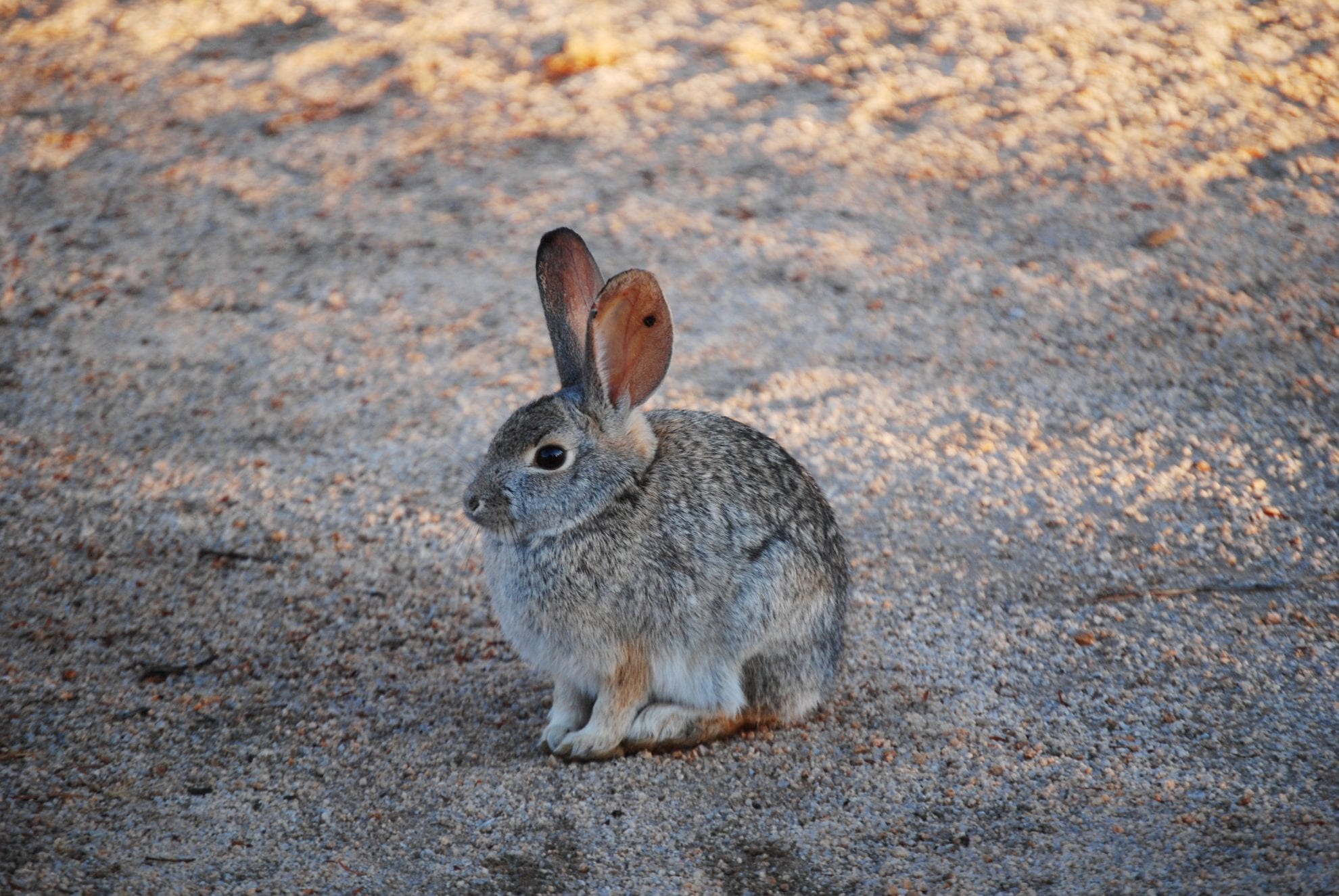Dice's Cottontail Rabbit Care Sheet - Here Bunny