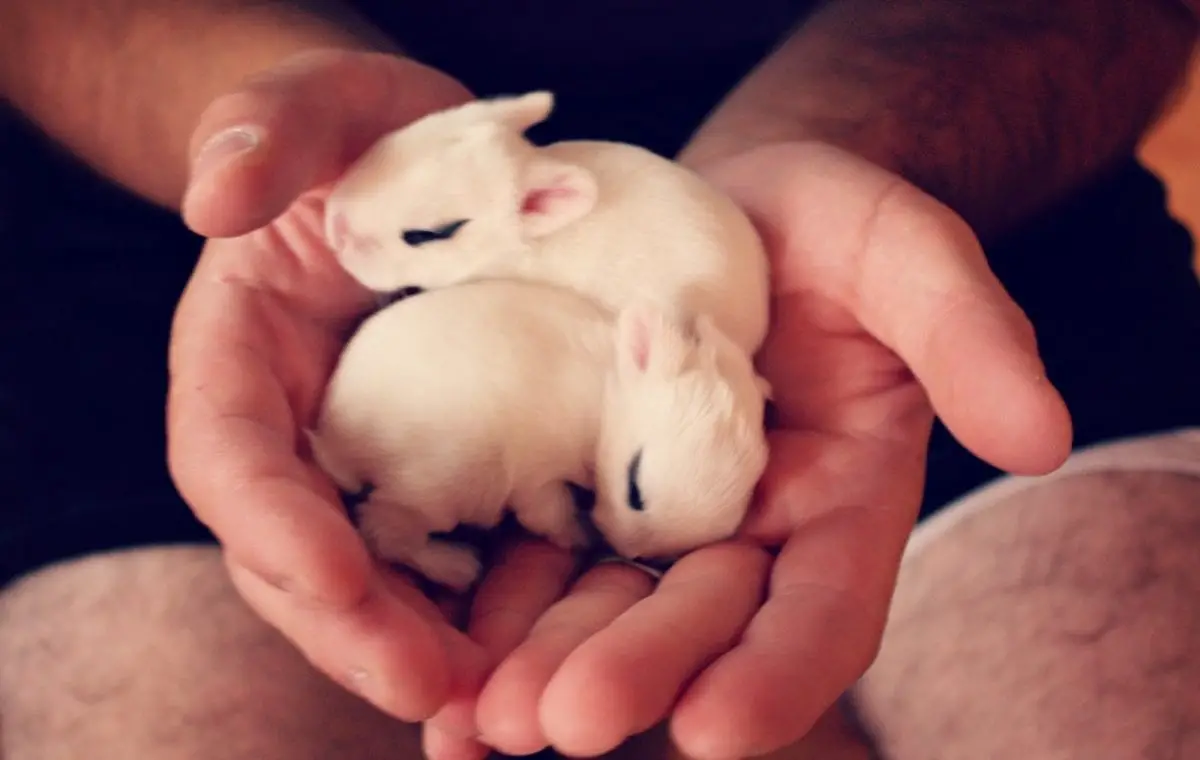 Dwarf Hotot Rabbit Care Sheet | Here Bunny