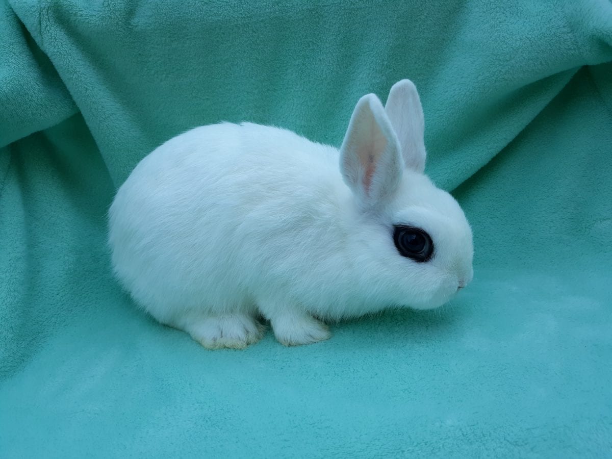 Dwarf Hotot Rabbit Care Sheet | Here Bunny