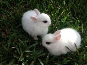 Dwarf Hotot Rabbit Care Sheet | Here Bunny