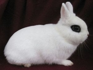 Dwarf Hotot Rabbit Care Sheet | Here Bunny