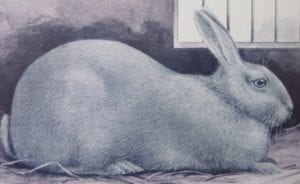 Beveren Rabbit Care Sheet - Here Bunny