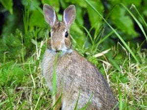 Eastern Cottontail Rabbit Care Sheet - Here Bunny