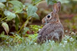 Eastern Cottontail Rabbit Care Sheet - Here Bunny