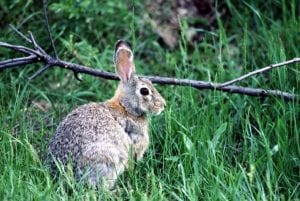 Eastern Cottontail Rabbit Care Sheet - Here Bunny