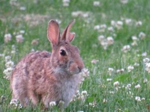 Eastern Cottontail Rabbit Care Sheet - Here Bunny