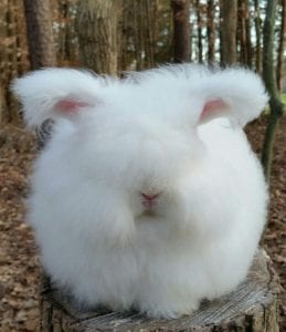 English Angora Rabbit Care Sheet | Here Bunny
