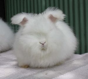 English Angora Rabbit Care Sheet | Here Bunny