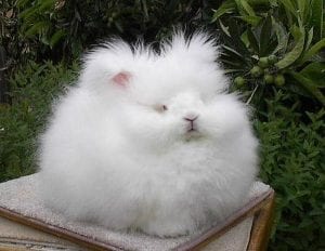English Angora Rabbit Care Sheet | Here Bunny