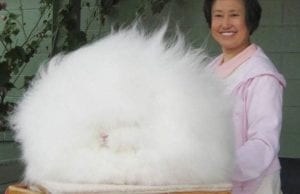 English Angora Rabbit Care Sheet | Here Bunny