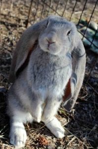 English Lop Rabbit Care Sheet | Here Bunny