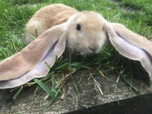 English Lop Rabbit Care Sheet | Here Bunny
