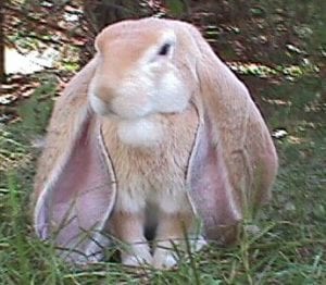 English Lop Rabbit Care Sheet | Here Bunny