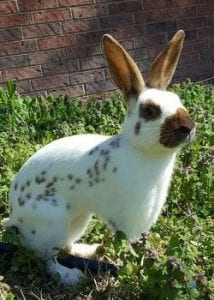English Spot Rabbit Care Sheet - Here Bunny