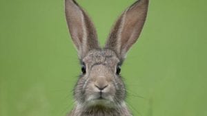 European Rabbit Care Sheet - Here Bunny