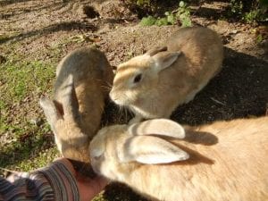 European Rabbit Care Sheet - Here Bunny
