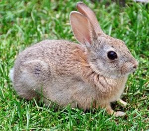 European Rabbit Care Sheet - Here Bunny