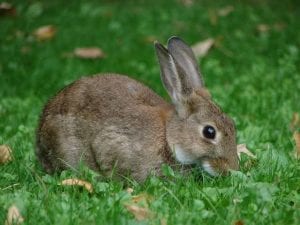 European Rabbit Care Sheet - Here Bunny