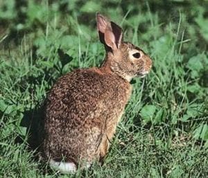 European Rabbit Care Sheet - Here Bunny