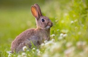 European Rabbit Care Sheet - Here Bunny