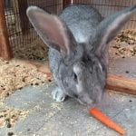 Flemish Giant Rabbit Care Sheet | Here Bunny