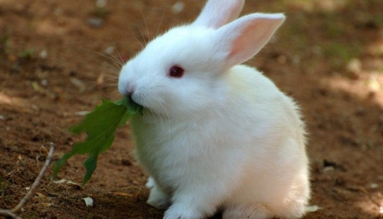 Florida White Rabbit Care Sheet - Here Bunny