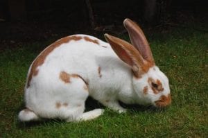 Giant Papillon Rabbit Care Sheet - Here Bunny