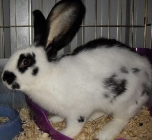 Giant Papillon Rabbit Care Sheet - Here Bunny