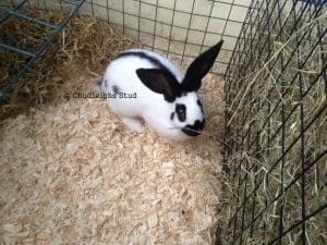 Giant Papillon Rabbit Care Sheet - Here Bunny
