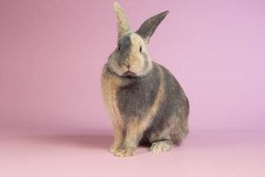 Harlequin Rabbit Care Sheet - Here Bunny