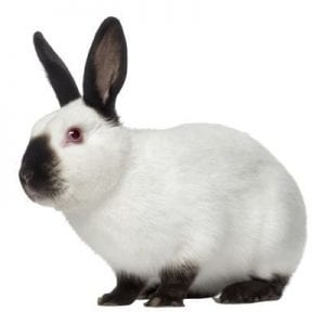 Himalayan Rabbit Care Sheet | Here Bunny