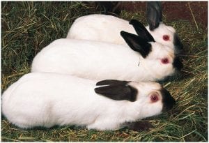 Himalayan Rabbit Care Sheet | Here Bunny