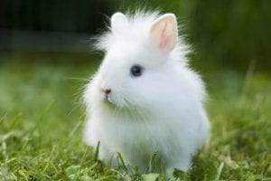 Lionhead Rabbit Care Sheet | Here Bunny